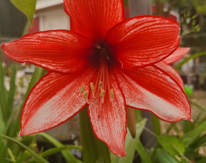 CHARISMA Red With White Stained Petals Amaryllis - Etsy