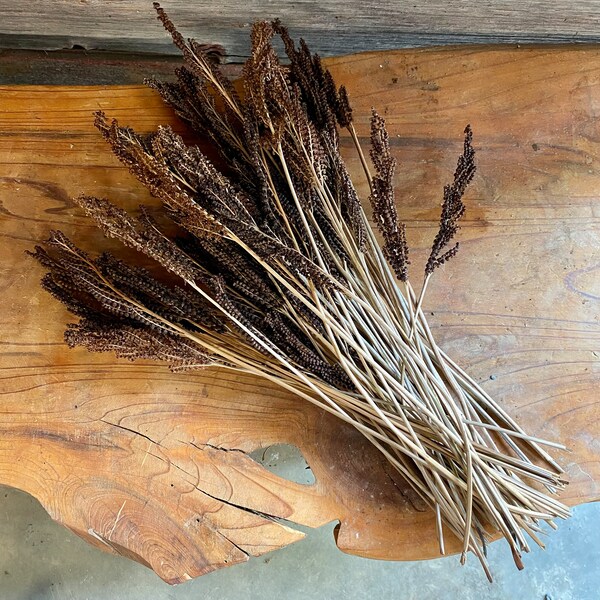 Dried Ferns - Etsy