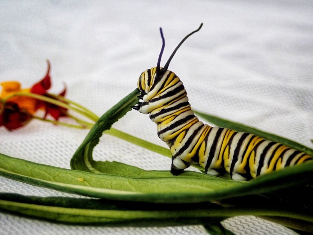Hungry Hungry Caterpillar - Etsy