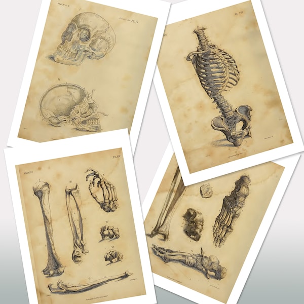 downloadable-poster-anatomy-etsy-ireland