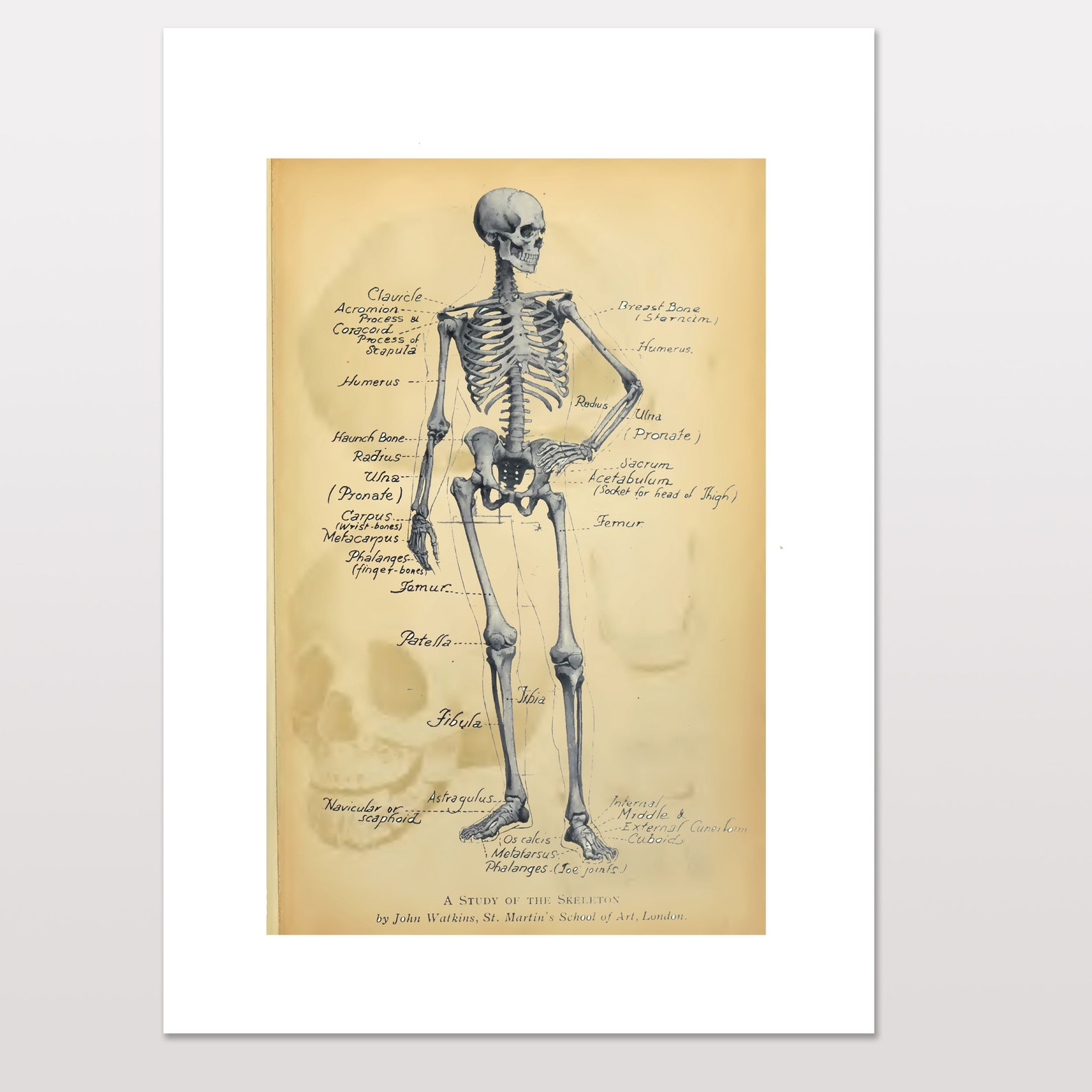 Printable Skeleton Drawing, Vintage, PDF Download, Labelled Skeleton ...