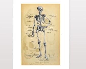 Skeleton Medical Journal Page Printable Graphic - Etsy
