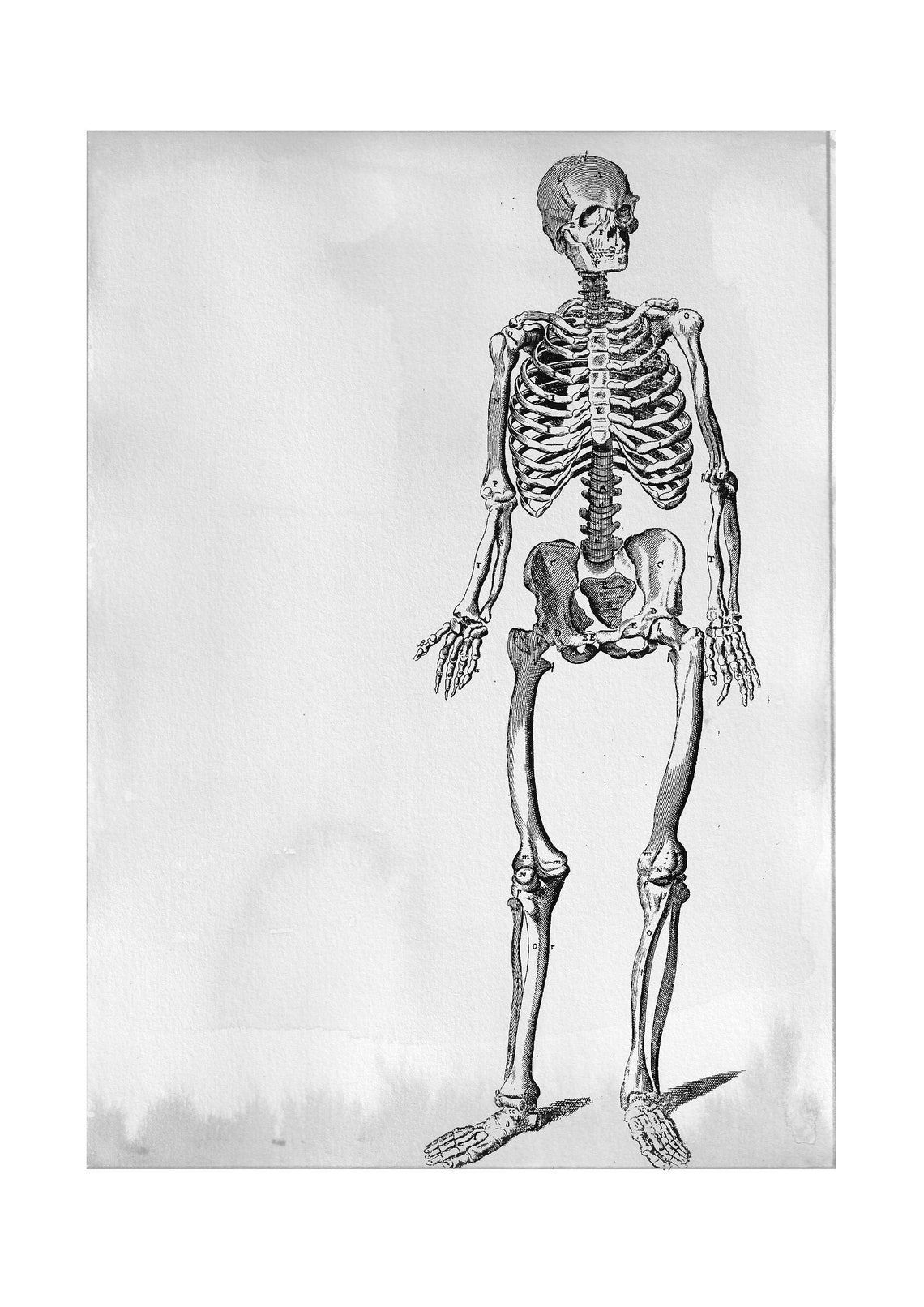 Downloadable Skeleton Print Anatomy Art Printable PDF Download A4 ...