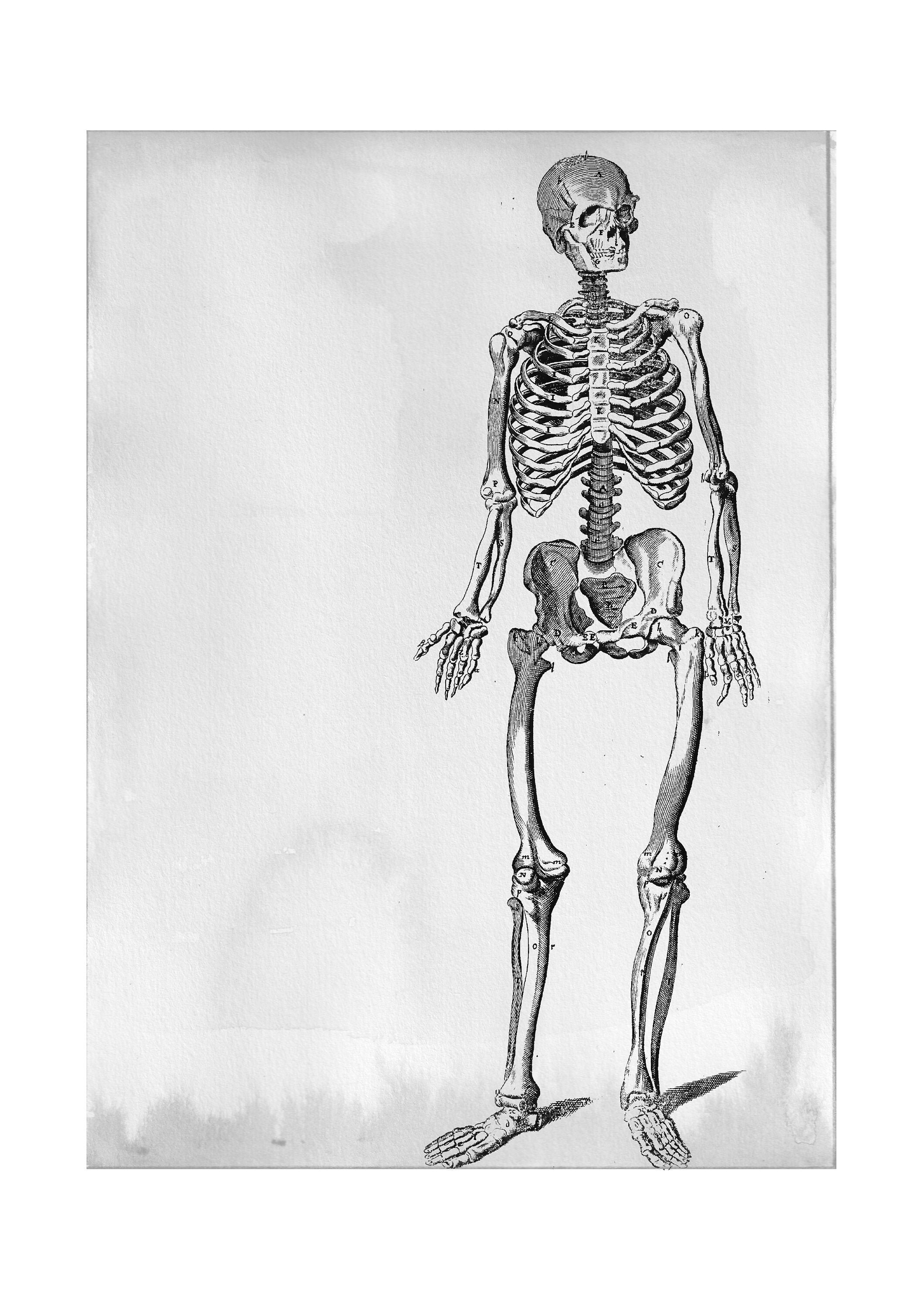Downloadable Skeleton Print Anatomy Art Printable PDF Download A4 ...