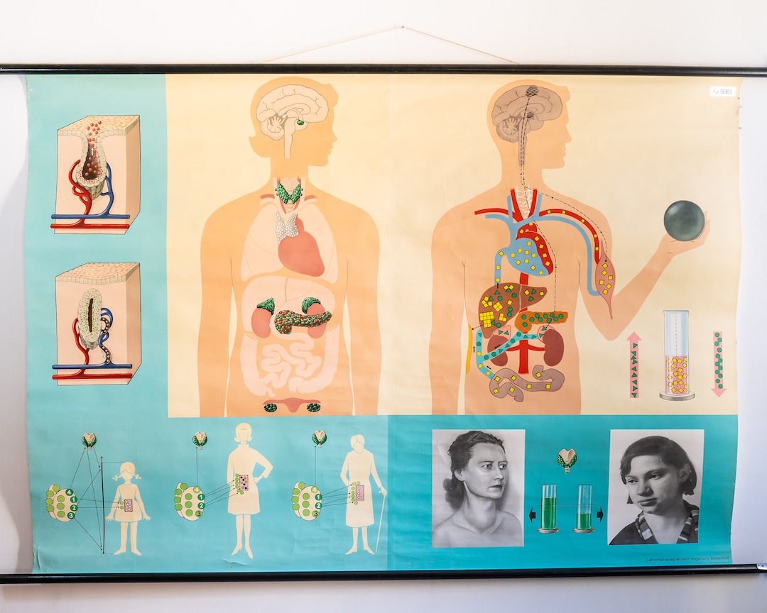 1970! - the HORMONES - Authentic - 175x120cm Vintage Educational School ...