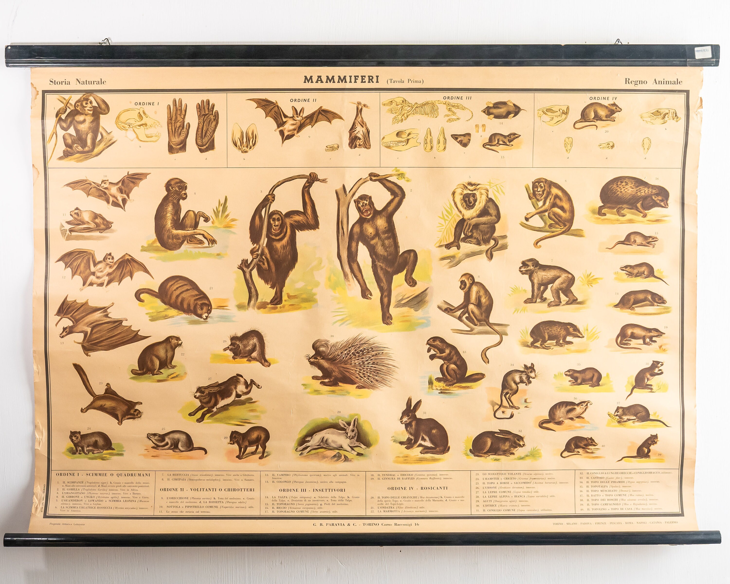 1961 MAMMALS table I Authentic Wall Chart 74x96cm Rare - Etsy
