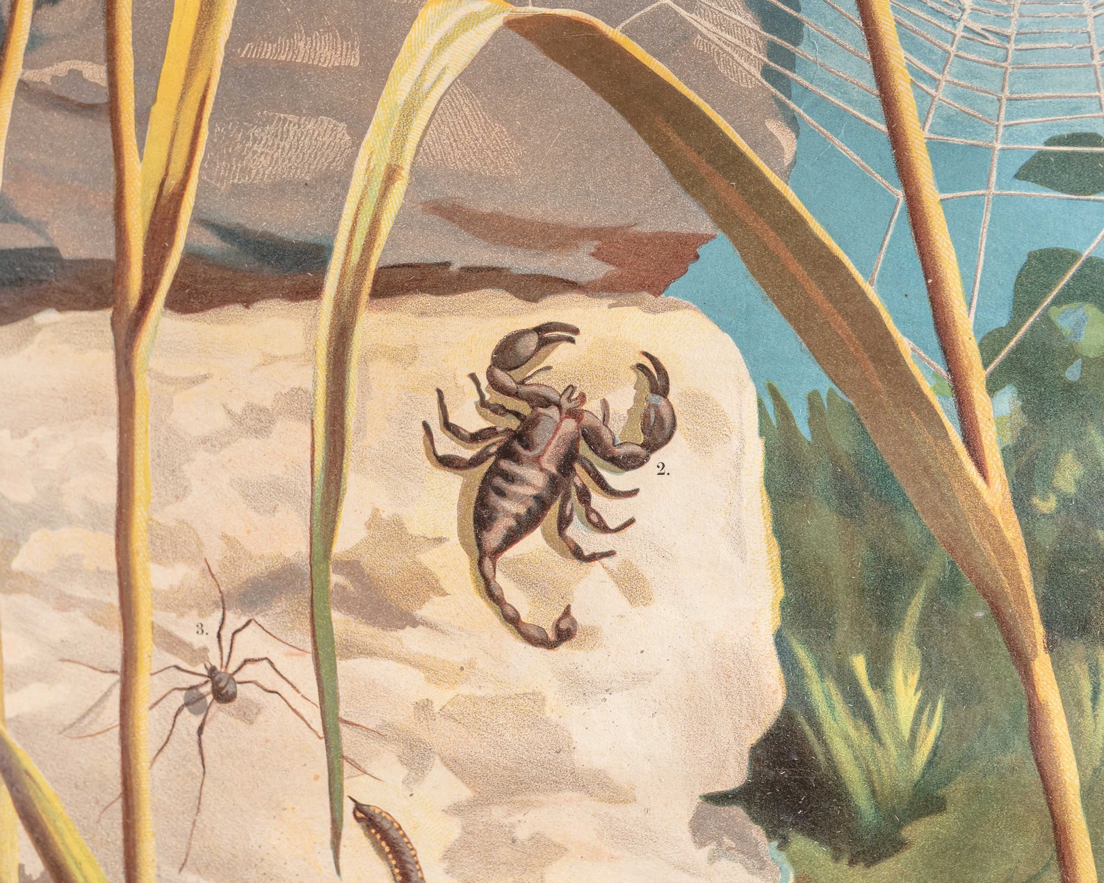 1960s MOLLOSCS ARACHNIDS ... Wall CHART 99x69cm Rare | Etsy