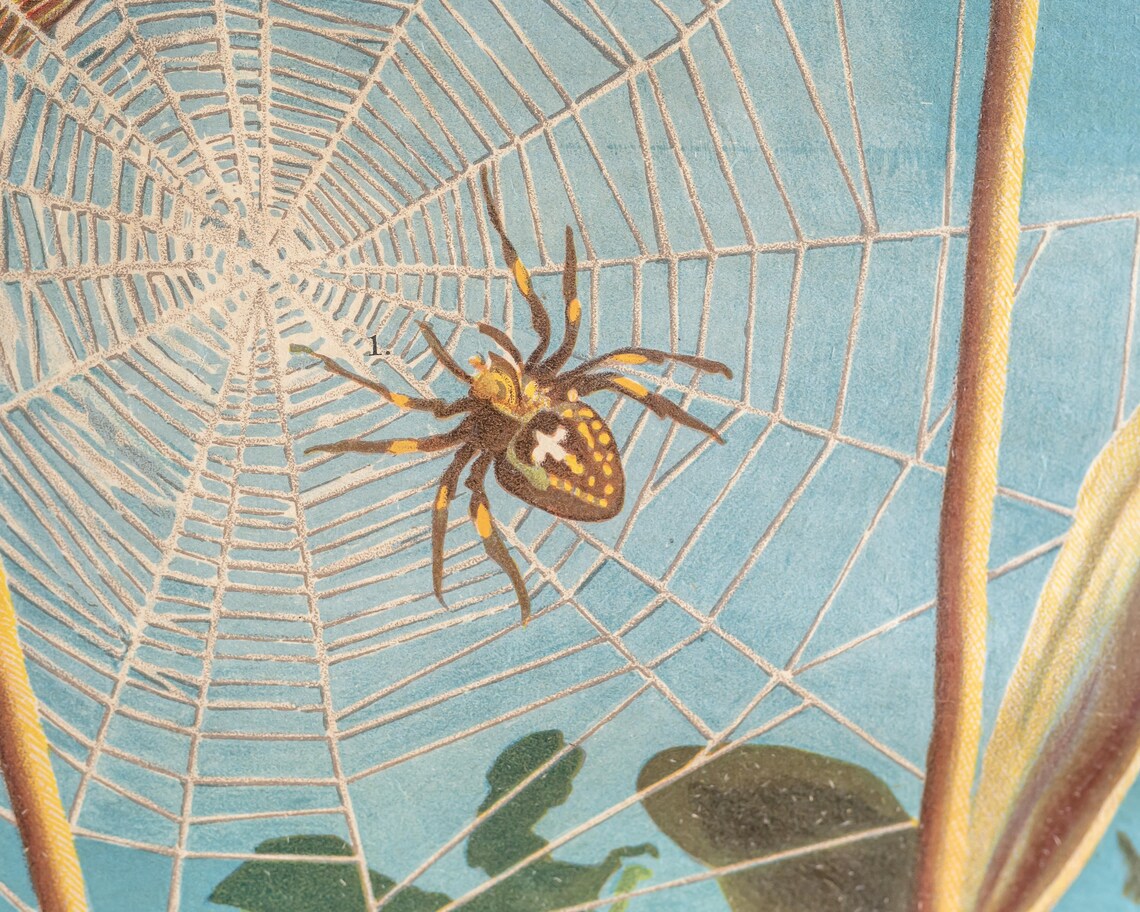 1960s MOLLOSCS ARACHNIDS ... Wall CHART 99x69Cm Rare | Etsy