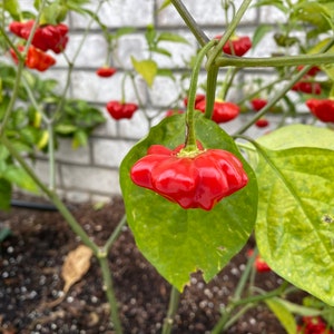Hand Selected Heirloom Brazilian Starfish Pepper Seeds - Etsy