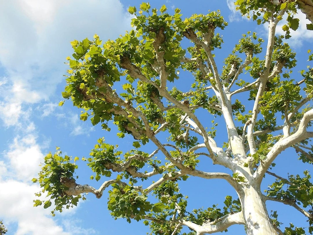 30+ Sycamore Tree Seeds Shipped From Florida Fast Shipping - Etsy