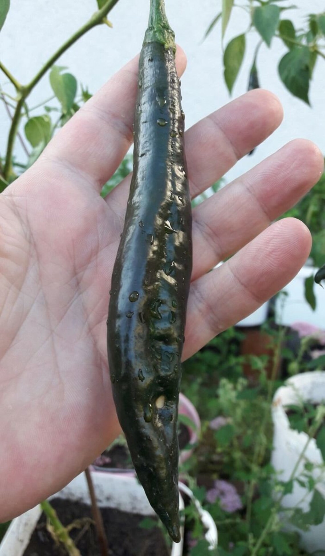 Heirloom Chilaca Pepper Seeds From Tennessee - Etsy