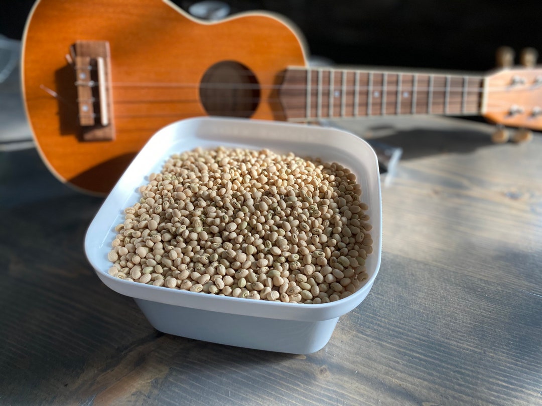 100 Whippersnapper Cream Peas Seeds From Florida - Etsy