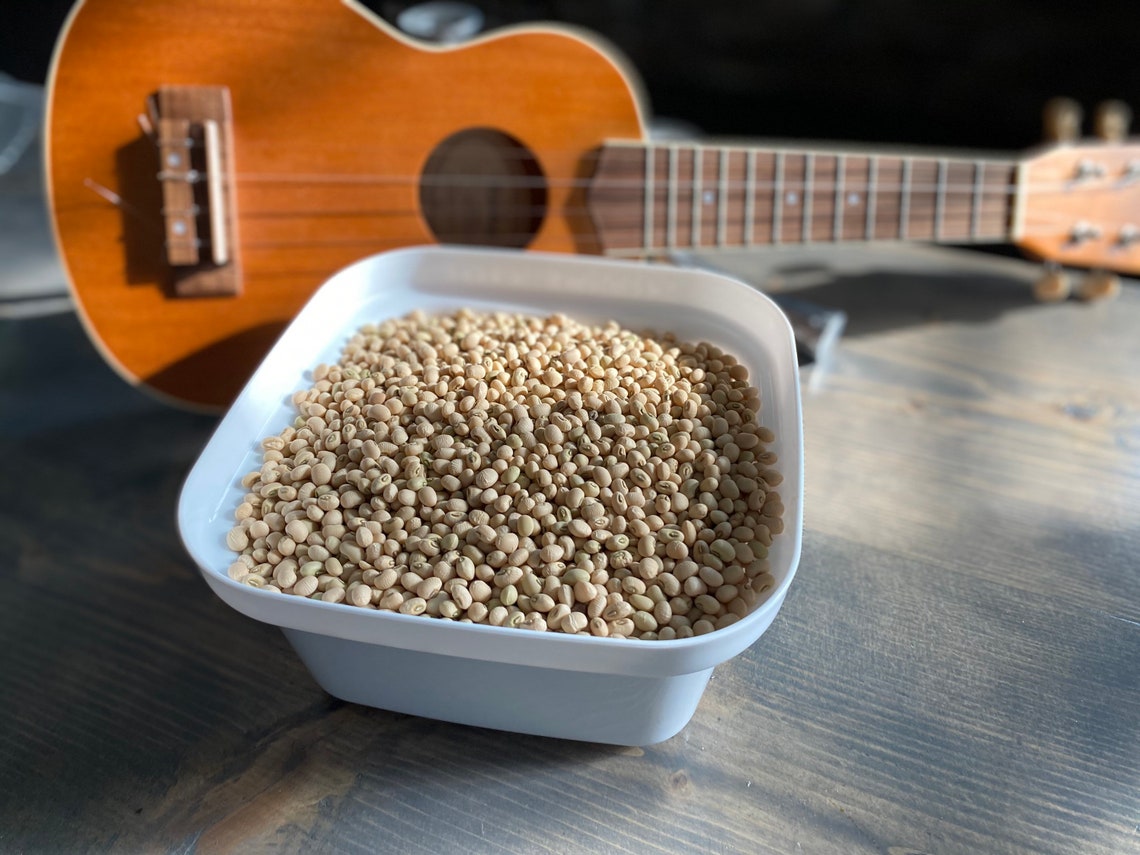 100 Whippersnapper Cream Peas Seeds From Florida - Etsy