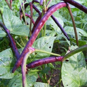 100+ Purple Hull Pea Seeds Heirloom Variety *same Day Ship* - Etsy
