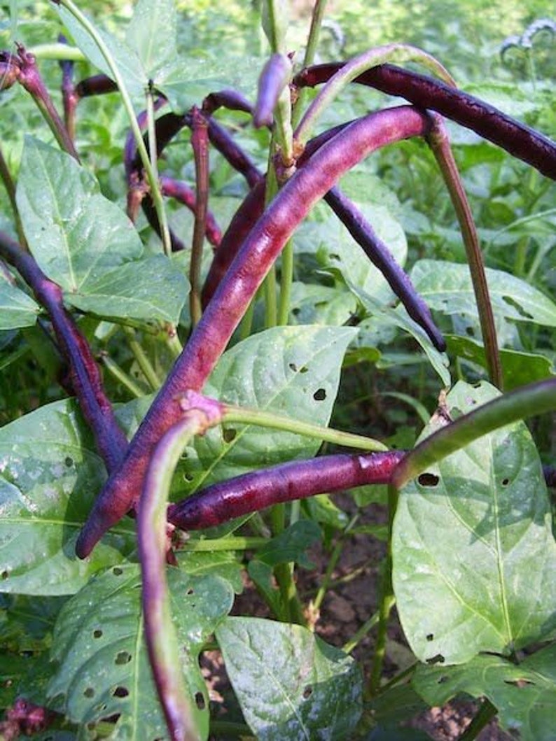 100+ Purple Hull Pea Seeds Heirloom Variety *same Day Ship* - Etsy