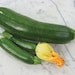 20 Awesome Heirloom Fordhook Zucchini Summer Squash Seeds From Florida ...