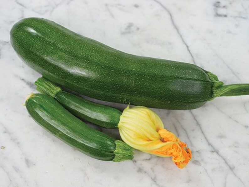 20 Awesome Heirloom Fordhook Zucchini Summer Squash Seeds From - Etsy