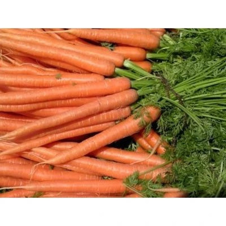 Imperator Carrot Seeds Fresh From Florida Garden - Etsy