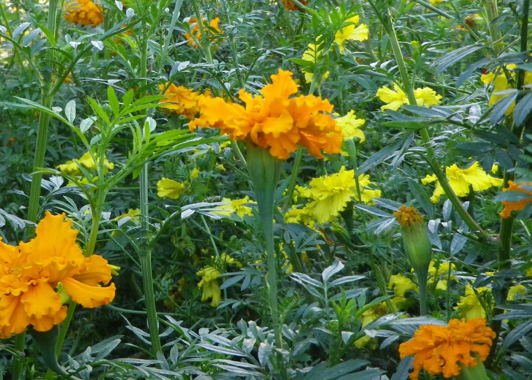 Marigold Flower Seeds From Florida Fast Shipping - Etsy