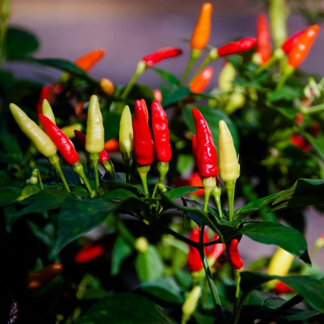 Organically Grown Tabasco Pepper Seeds From Florida - Etsy