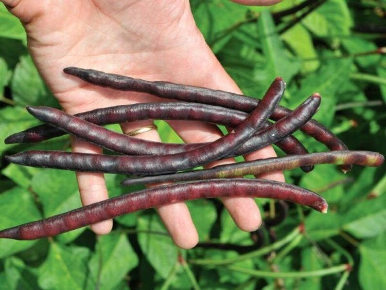 100+ Purple Hull Pea Seeds Heirloom Variety *same Day Ship* - Etsy