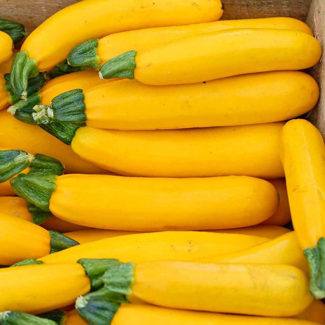 Heirloom Golden Zucchini Seeds Farm Fresh From Florida - Etsy
