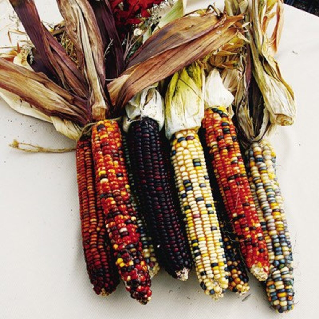 Heirloom Indian Ornamental Corn Seeds From Florida - Etsy