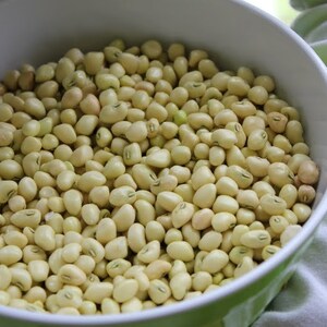 100+ Heirloom Mississippi Cream Pea Seeds Fast Grower Fast Shipping - Etsy