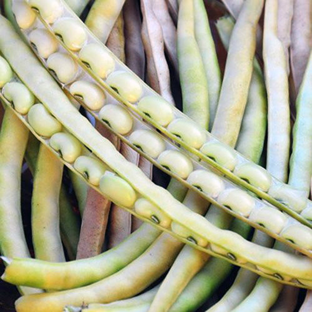 100 Texas Cream Southern Cow Pea Seeds Ready for Fast Ship - Etsy