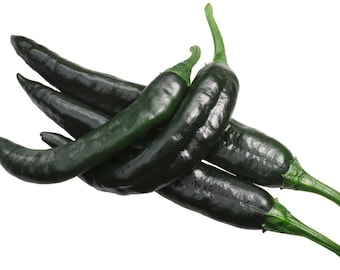 Guajillo Pepper Chile Guaco Mirasol Premium Seed Packet - Etsy