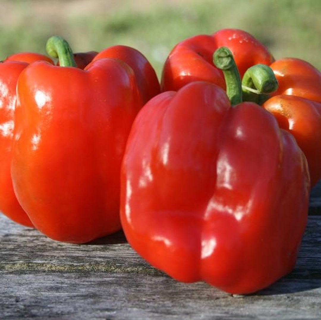 Quadrato D'asti Rosso Bell Pepper Seeds From Florida - Etsy