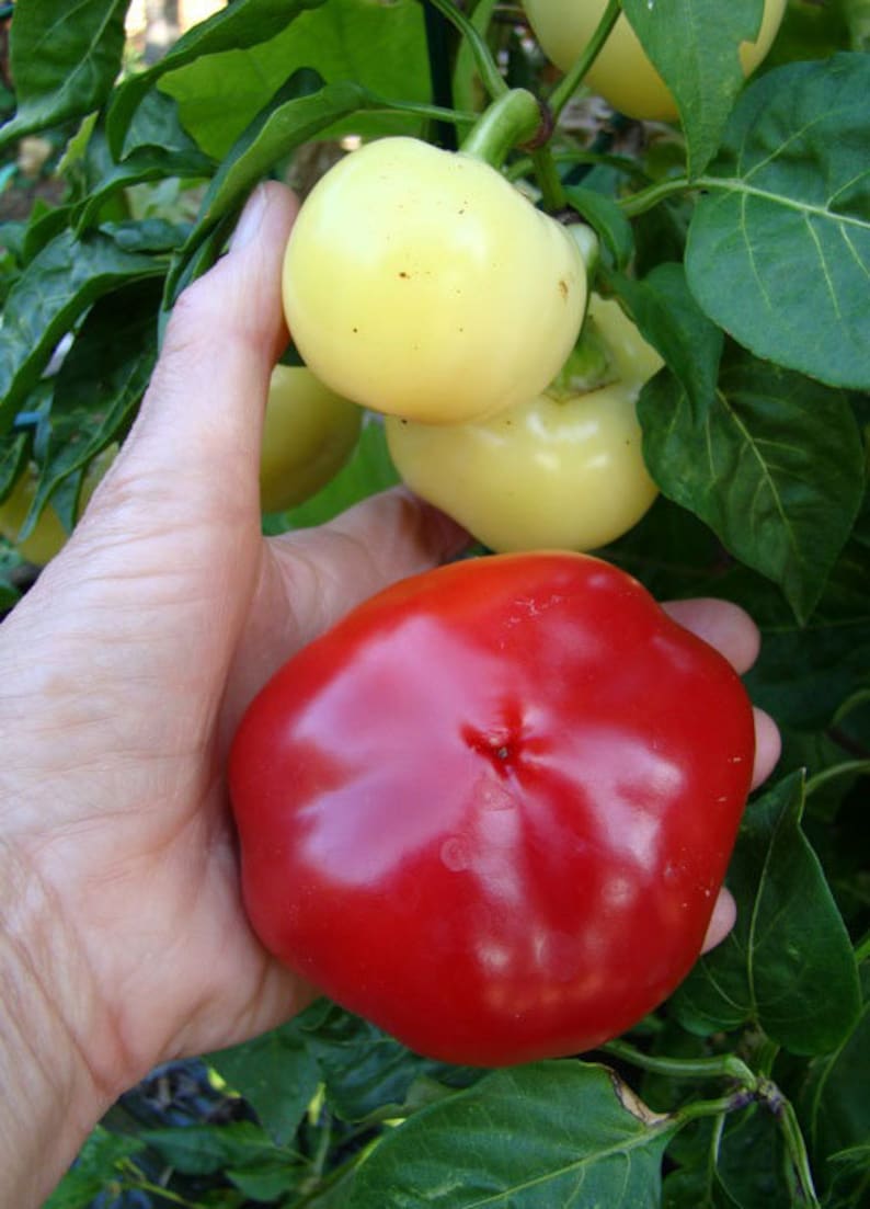 Alma Paprika Pepper Seeds From Florida Fast Shipping - Etsy