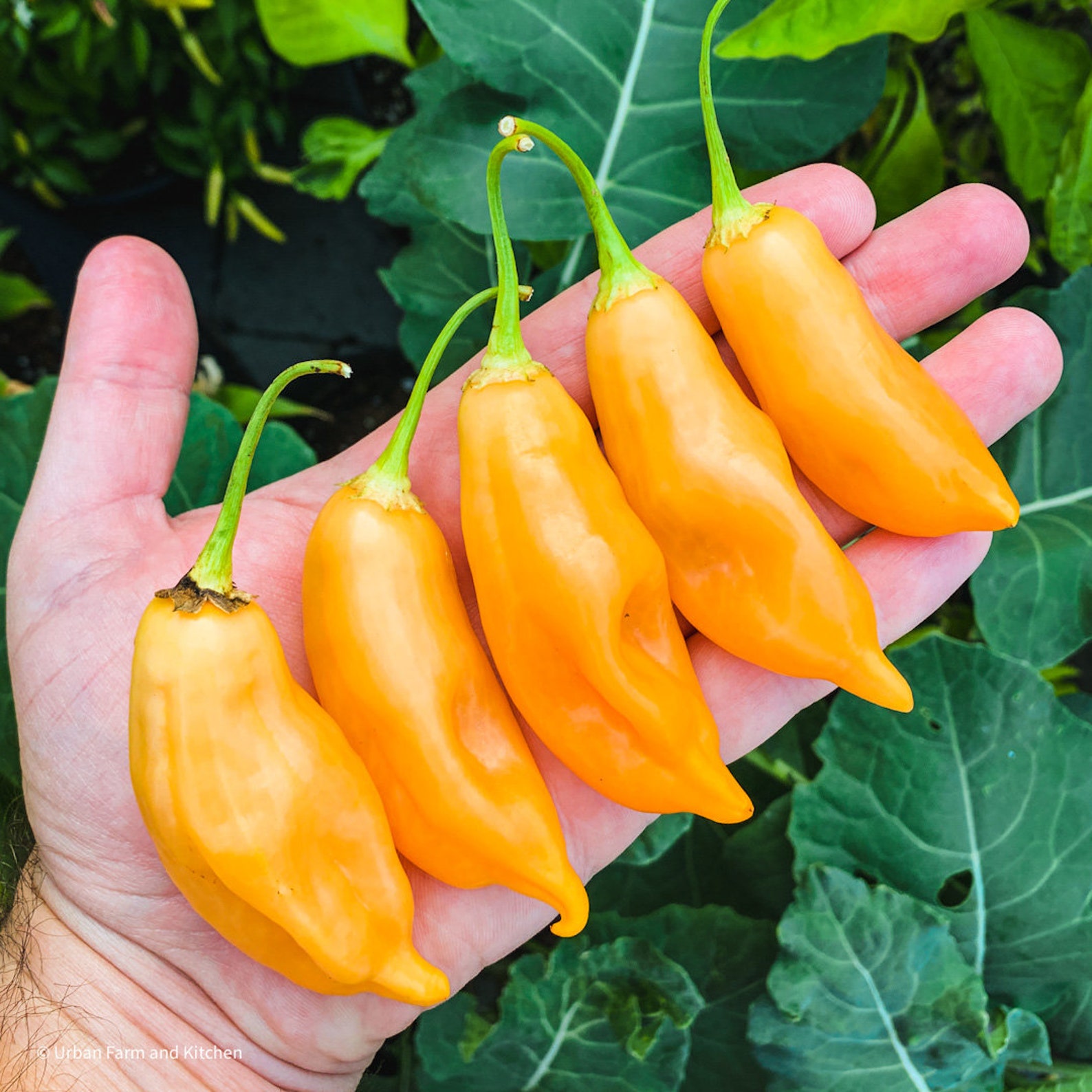 Sugar Rush Peach Pepper Seeds From Florida - Etsy