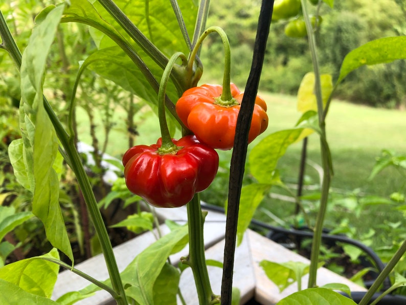 Hand Selected Heirloom Brazilian Starfish Pepper Seeds - Etsy