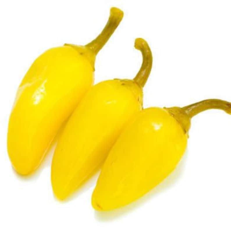 Cascabella Pepper Seeds to Grow in N Out Burger Peppers Fast Shipping ...