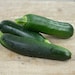 20 Awesome Heirloom Fordhook Zucchini Summer Squash Seeds From Florida ...