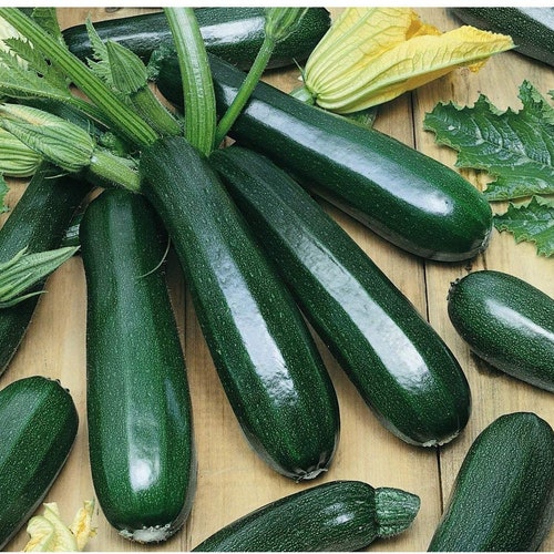 Heirloom Black Beauty Zucchini From Florida - Etsy