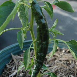 Heirloom Chilaca Pepper Seeds From Florida - Etsy
