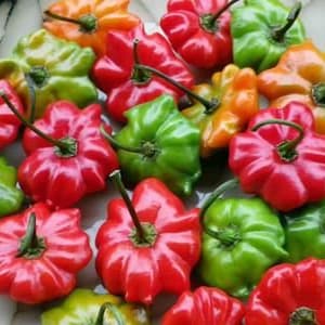 Hand Selected Heirloom Brazilian Starfish Pepper Seeds - Etsy