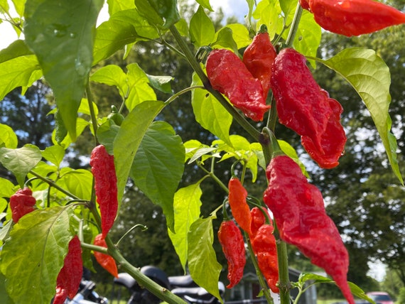 Bhut Jolokia Ghost Pepper Seeds Worlds Hottest Pepper Grown in - Etsy