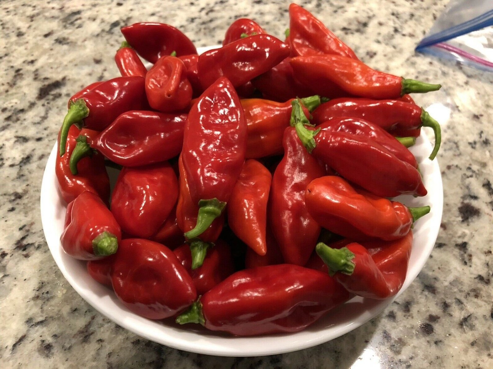 Heirloom Trinidad Pimento Pepper Seeds Organically Grown in Florida ...