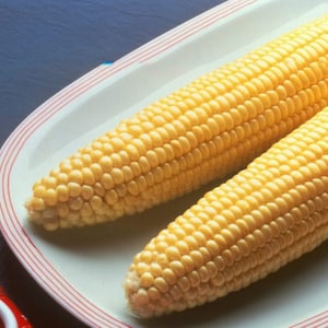 Bodacious Sweet Corn Seeds From Florida - Etsy