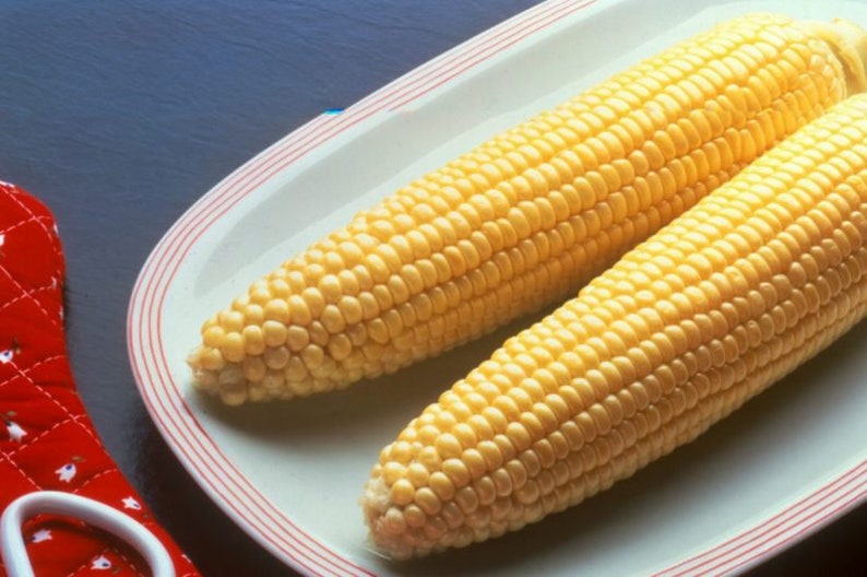 Bodacious Sweet Corn Seeds From Florida - Etsy