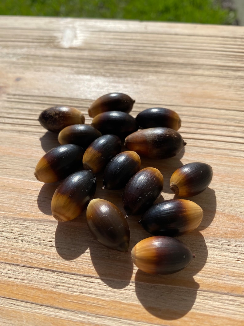 Florida Southern Live Oak Tree Seeds Evergreen Tree - Etsy