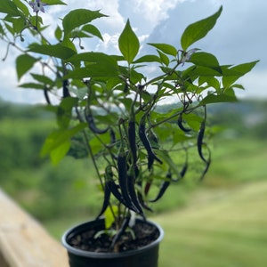 Heirloom Purple Cayenne Pepper Seeds Organically Grown in Florida - Etsy