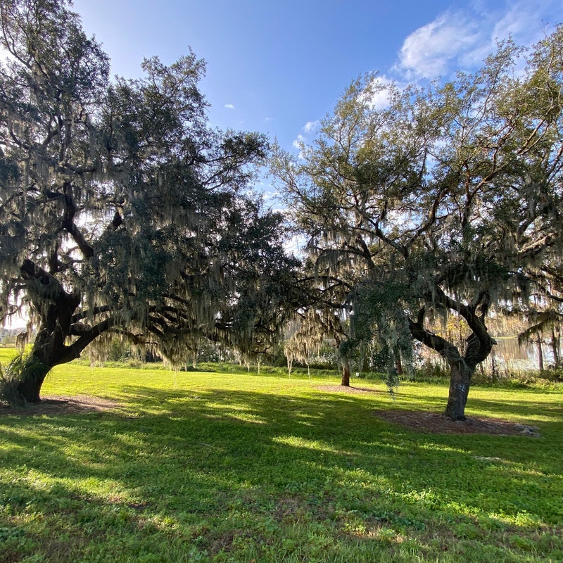 Southern Live Oak - Etsy