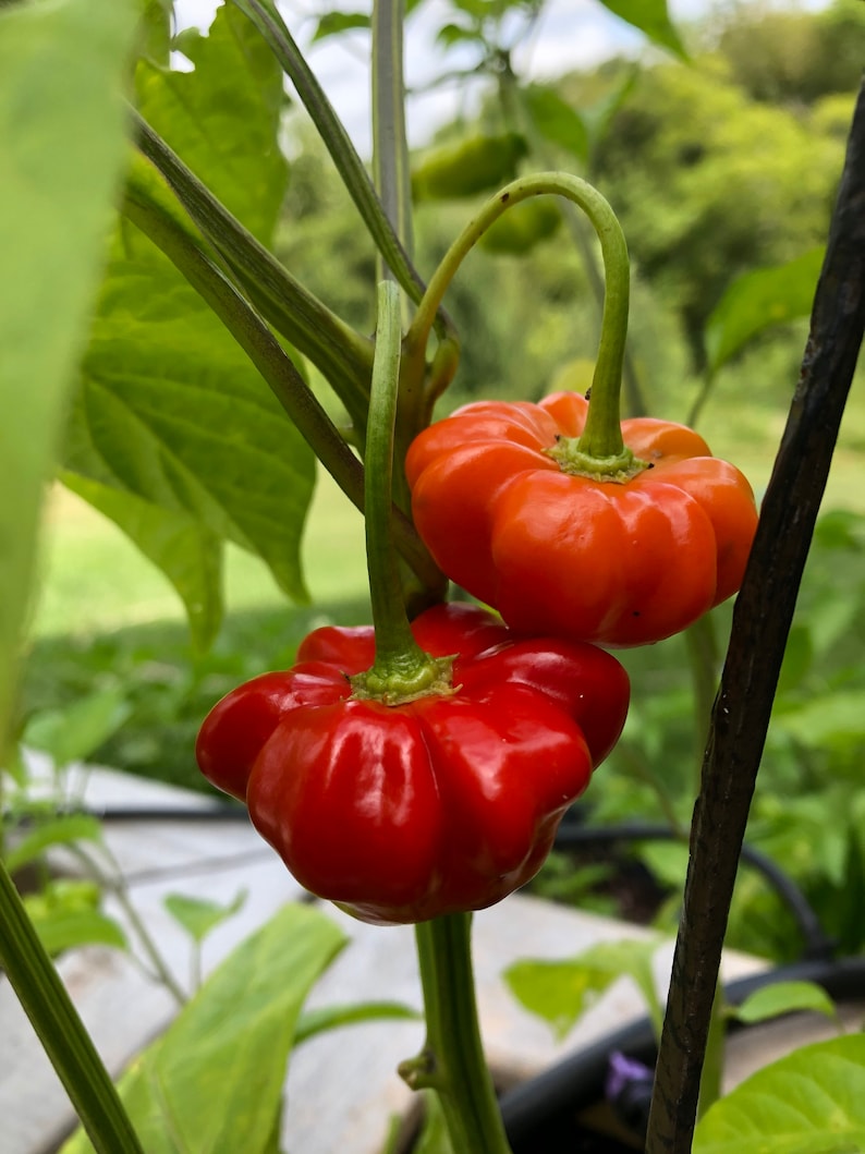 Hand Selected Heirloom Brazilian Starfish Pepper Seeds | Etsy