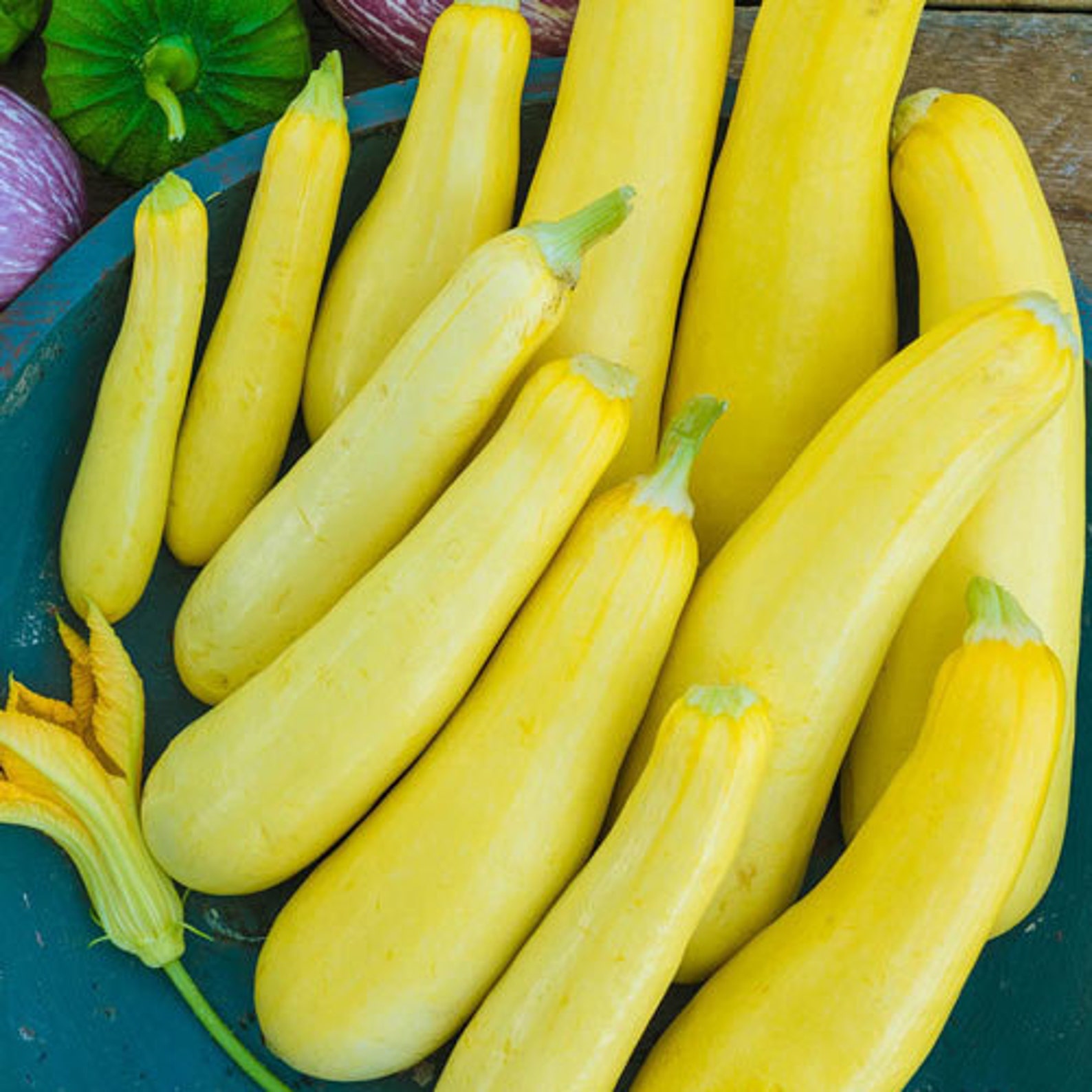 Early Straight Neck Squash Seeds Organically Grown in Tennessee - Etsy