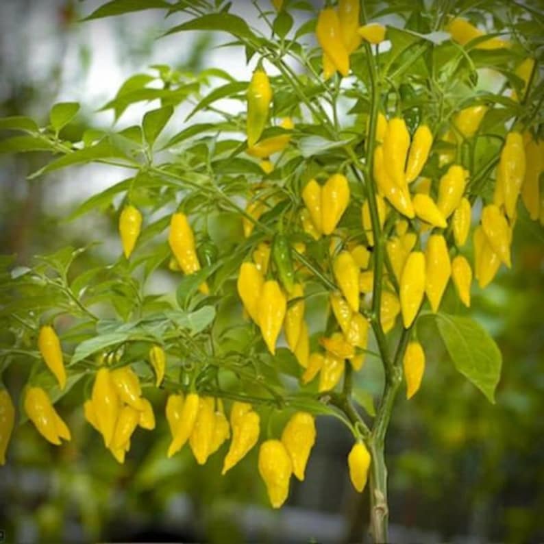 25 Heirloom Lemon Drop Chile Seeds Organically Grown - Etsy