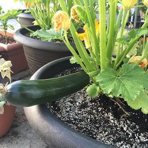 Heirloom Black Beauty Zucchini From Florida - Etsy